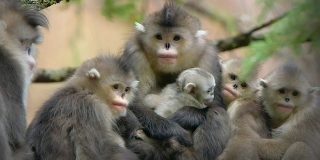 MYSTERY MONKEYS OF SHANGRI-LA - Utah Film Center MYSTERY MONKEYS OF SHANGRI-LA - Utah Film Center